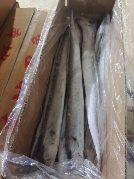 海刀鱼多少钱一斤_海刀鱼怎么做好吃-第3张图片-山城妙识