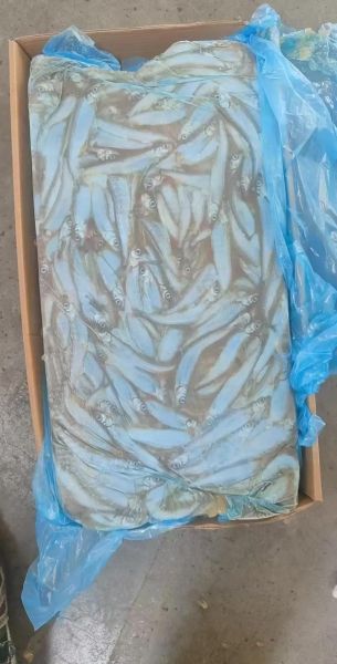 多春鱼产地哪里最好_多春鱼产地分布-第1张图片-山城妙识 多春鱼产地哪里最好_多春鱼产地分布-第1张图片-山城妙识