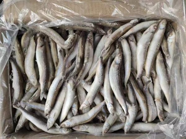 多春鱼产地哪里最好_多春鱼产地分布-第3张图片-山城妙识 多春鱼产地哪里最好_多春鱼产地分布-第3张图片-山城妙识