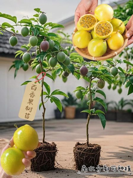 百香果什么时候种_百香果怎么种才高产-第2张图片-山城妙识 百香果什么时候种_百香果怎么种才高产-第2张图片-山城妙识