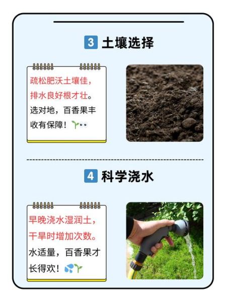 百香果什么时候种_百香果怎么种才高产-第1张图片-山城妙识 百香果什么时候种_百香果怎么种才高产-第1张图片-山城妙识