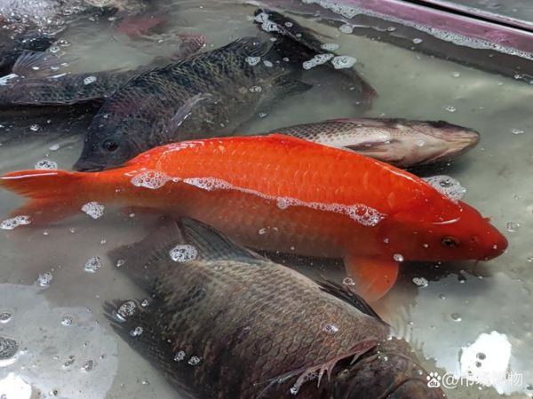 河南红鱼是什么鱼_河南红鱼是鲤鱼吗-第2张图片-山城妙识
