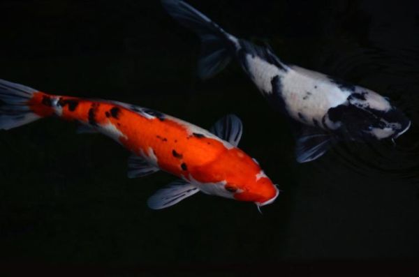 河南红鱼是什么鱼_河南红鱼是鲤鱼吗-第3张图片-山城妙识