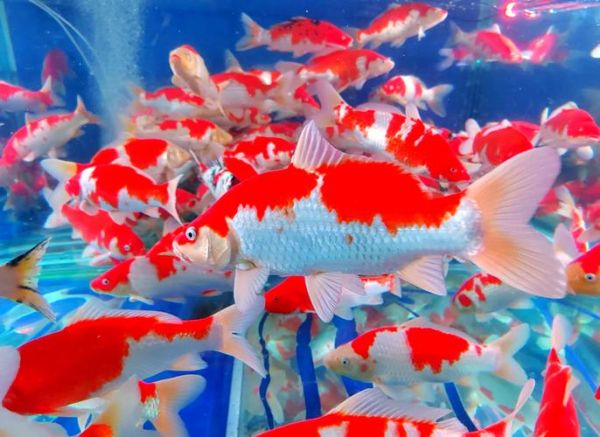 河南红鱼是什么鱼_河南红鱼是鲤鱼吗-第1张图片-山城妙识