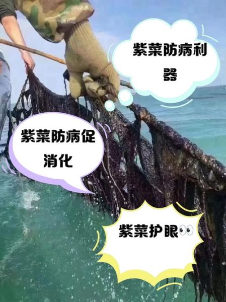 紫菜的功效与作用_紫菜怎么吃最营养-第2张图片-山城妙识