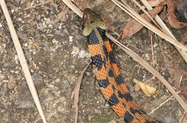 野鸡脖子蛇真实存在吗_野鸡脖子蛇有毒吗-第1张图片-山城妙识