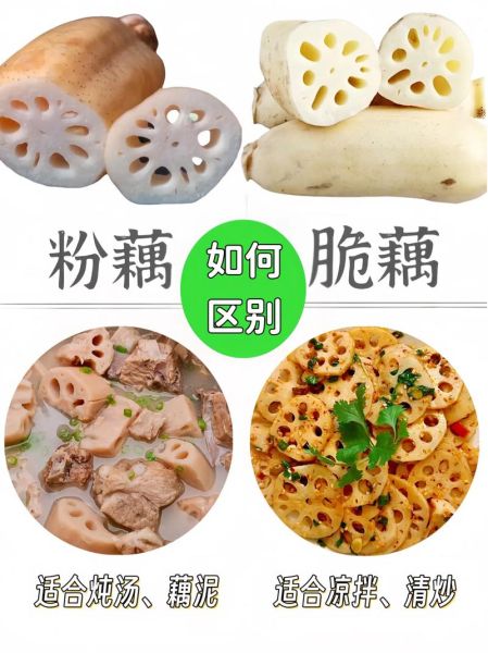 粉藕和脆藕的区别_哪个更好吃-第1张图片-山城妙识 粉藕和脆藕的区别_哪个更好吃-第1张图片-山城妙识