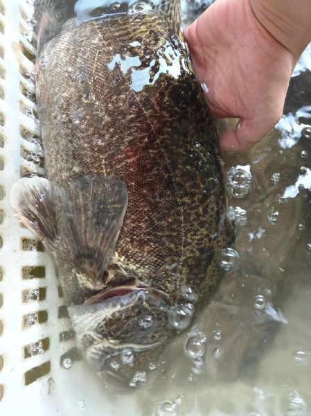 桂鱼市场价多少钱一斤_桂鱼价格行情-第3张图片-山城妙识