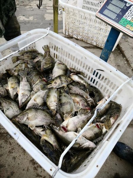 桂鱼市场价多少钱一斤_桂鱼价格行情-第2张图片-山城妙识