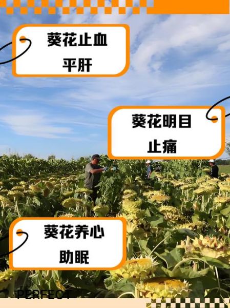 葵花茶的功效与作用_葵花茶怎么泡才正确-第2张图片-山城妙识