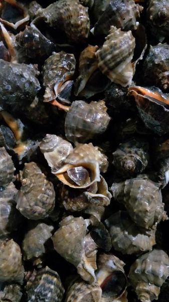 香螺养殖视频在线观看_香螺养殖技术视频教程-第1张图片-山城妙识 香螺养殖视频在线观看_香螺养殖技术视频教程-第1张图片-山城妙识