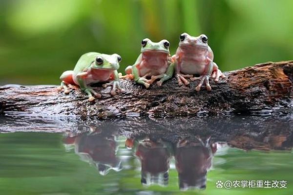 田鸡养殖真实利润_田鸡养殖成本与利润分析-第1张图片-山城妙识