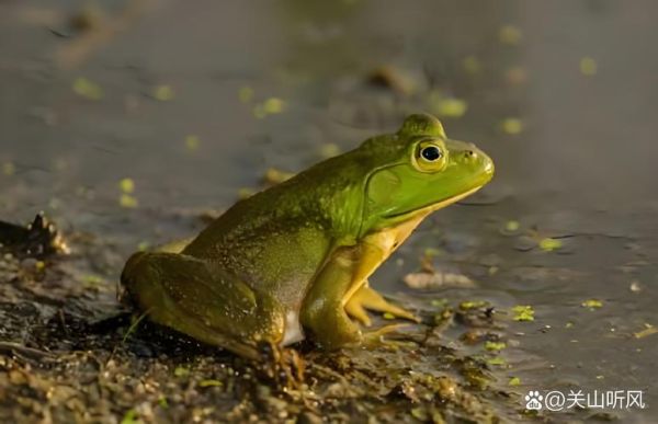田鸡养殖真实利润_田鸡养殖成本与利润分析-第2张图片-山城妙识