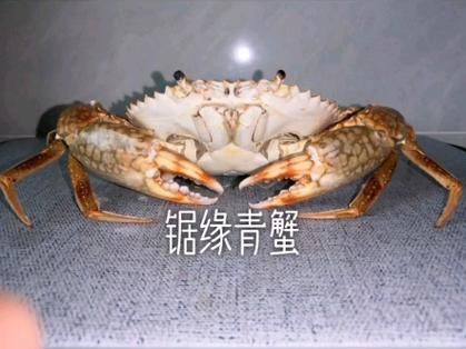 锯缘青蟹养殖技术_如何提高成活率-第1张图片-山城妙识