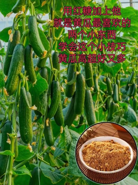 黄瓜种植技术与管理_如何提高黄瓜产量-第1张图片-山城妙识 黄瓜种植技术与管理_如何提高黄瓜产量-第1张图片-山城妙识