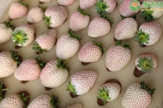 白草莓价格多少钱一斤_白草莓为什么这么贵-第2张图片-山城妙识