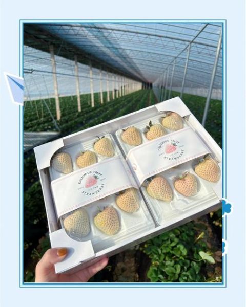 白草莓价格多少钱一斤_白草莓为什么这么贵-第1张图片-山城妙识