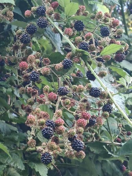 干覆盆子怎么吃_干覆盆子一天吃多少-第1张图片-山城妙识 干覆盆子怎么吃_干覆盆子一天吃多少-第1张图片-山城妙识