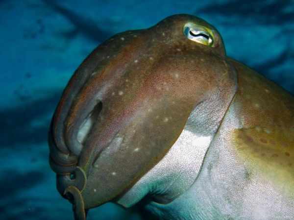 大王乌贼会吃人吗_深海袭击人类真相-第3张图片-山城妙识