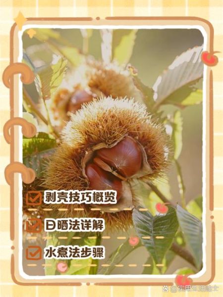 板栗怎么快速剥壳_生板栗去壳最快方法-第1张图片-山城妙识 板栗怎么快速剥壳_生板栗去壳最快方法-第1张图片-山城妙识