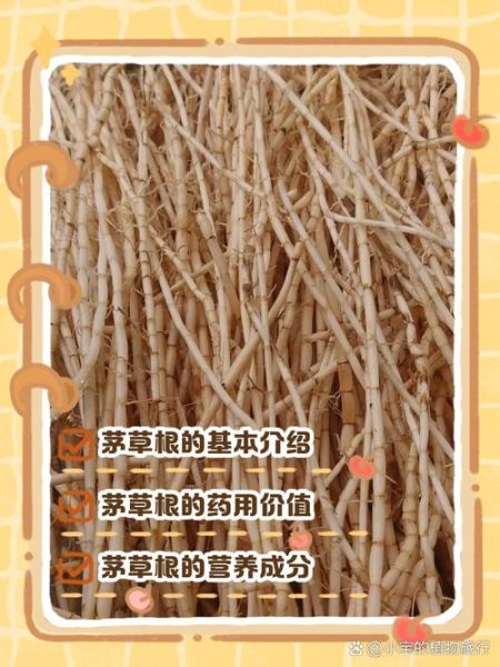 茅根的功效与作用_茅根怎么泡水喝-第2张图片-山城妙识 茅根的功效与作用_茅根怎么泡水喝-第2张图片-山城妙识
