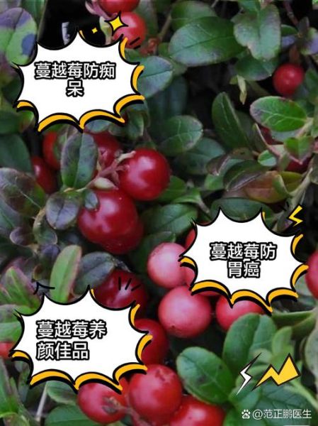 澳洲蔓越莓的功效与作用_女性尿路感染可以吃吗-第2张图片-山城妙识