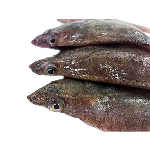 大菱鲆多少钱一斤_大菱鲆怎么做好吃-第2张图片-山城妙识 大菱鲆多少钱一斤_大菱鲆怎么做好吃-第2张图片-山城妙识