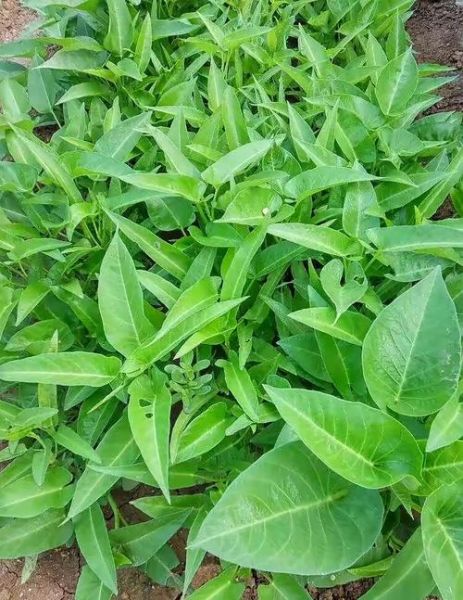 蕹菜是什么菜_蕹菜和空心菜的区别-第1张图片-山城妙识 蕹菜是什么菜_蕹菜和空心菜的区别-第1张图片-山城妙识