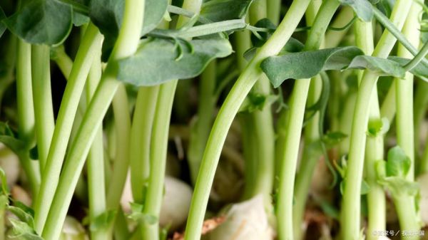 蕹菜是什么菜_蕹菜和空心菜的区别-第2张图片-山城妙识 蕹菜是什么菜_蕹菜和空心菜的区别-第2张图片-山城妙识