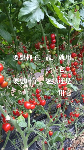 西红柿怎么种_西红柿种植管理技术-第1张图片-山城妙识