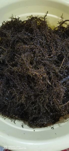 海菜有哪些种类_海菜图片怎么识别真假-第1张图片-山城妙识 海菜有哪些种类_海菜图片怎么识别真假-第1张图片-山城妙识