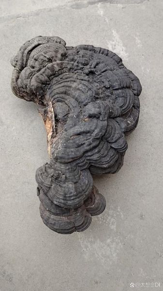 木灵芝图片真假鉴别_木灵芝图片高清细节-第3张图片-山城妙识 木灵芝图片真假鉴别_木灵芝图片高清细节-第3张图片-山城妙识