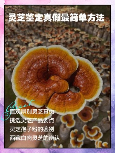 木灵芝图片真假鉴别_木灵芝图片高清细节-第2张图片-山城妙识 木灵芝图片真假鉴别_木灵芝图片高清细节-第2张图片-山城妙识