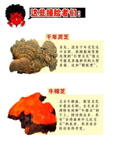 木灵芝图片真假鉴别_木灵芝图片高清细节-第1张图片-山城妙识 木灵芝图片真假鉴别_木灵芝图片高清细节-第1张图片-山城妙识