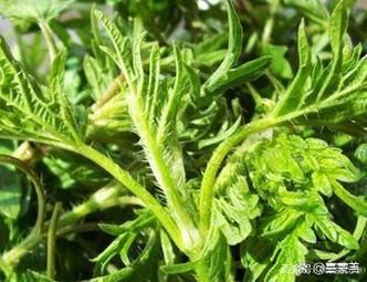 海菜有哪些种类_海菜图片怎么识别真假-第3张图片-山城妙识 海菜有哪些种类_海菜图片怎么识别真假-第3张图片-山城妙识