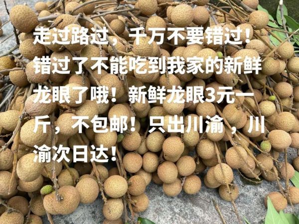 桂圆肉多少钱一斤_桂圆肉价格行情-第2张图片-山城妙识