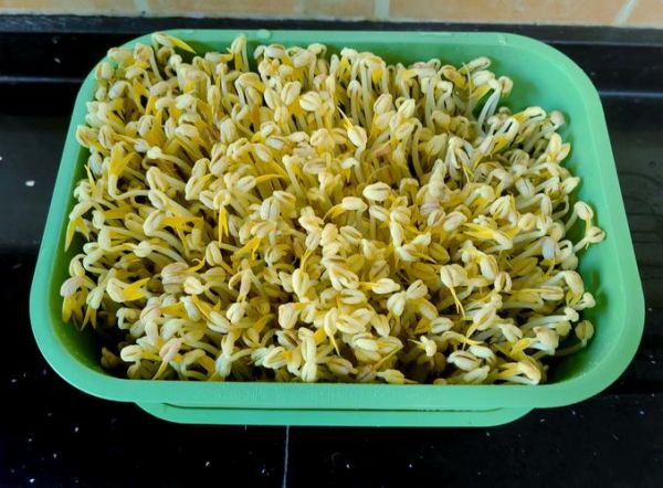 豆芽怎么种_家庭无土栽培步骤-第1张图片-山城妙识 豆芽怎么种_家庭无土栽培步骤-第1张图片-山城妙识