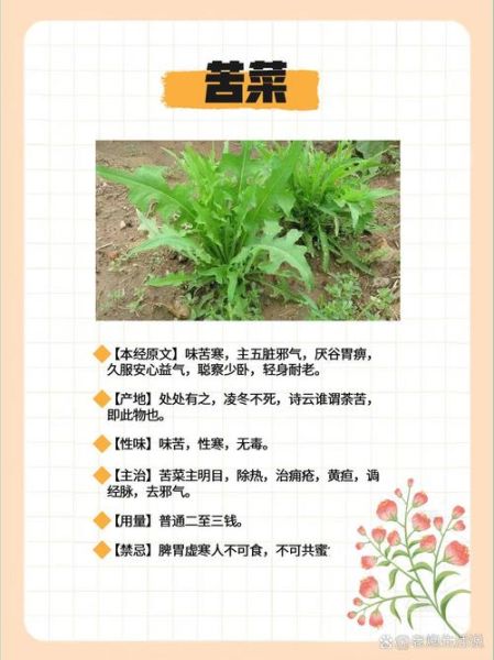 野生苦菜有什么药效_野生苦菜怎么吃效果最好-第2张图片-山城妙识