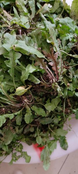 野生苦菜有什么药效_野生苦菜怎么吃效果最好-第3张图片-山城妙识