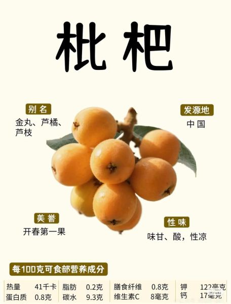 枇杷怎么吃治咳嗽最好_枇杷止咳做法-第2张图片-山城妙识 枇杷怎么吃治咳嗽最好_枇杷止咳做法-第2张图片-山城妙识