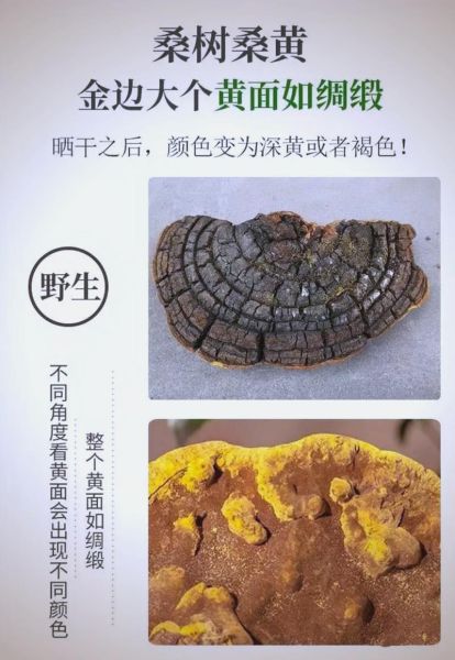 桑黄的功效与作用及食用方法_桑黄怎么吃效果最好-第1张图片-山城妙识 桑黄的功效与作用及食用方法_桑黄怎么吃效果最好-第1张图片-山城妙识