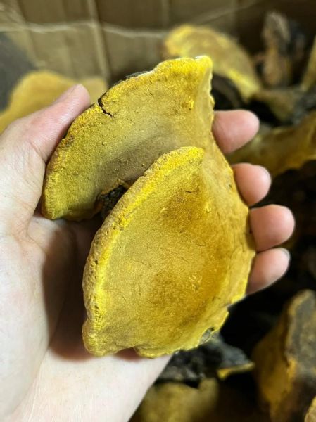 桑黄的功效与作用及食用方法_桑黄怎么吃效果最好-第3张图片-山城妙识 桑黄的功效与作用及食用方法_桑黄怎么吃效果最好-第3张图片-山城妙识