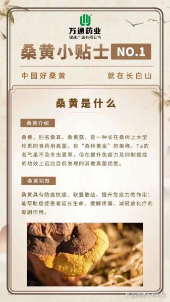 桑黄的功效与作用及食用方法_桑黄怎么吃效果最好-第2张图片-山城妙识 桑黄的功效与作用及食用方法_桑黄怎么吃效果最好-第2张图片-山城妙识