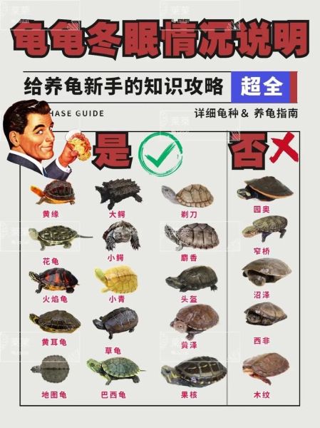 乌龟怎么养视频_新手养龟步骤-第1张图片-山城妙识 乌龟怎么养视频_新手养龟步骤-第1张图片-山城妙识