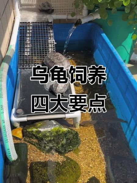 乌龟怎么养视频_新手养龟步骤-第2张图片-山城妙识 乌龟怎么养视频_新手养龟步骤-第2张图片-山城妙识
