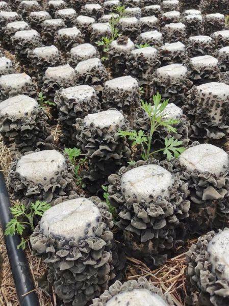 木耳种植技术_木耳种植利润怎么样-第1张图片-山城妙识