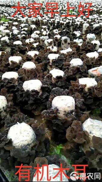 木耳种植技术_木耳种植利润怎么样-第2张图片-山城妙识