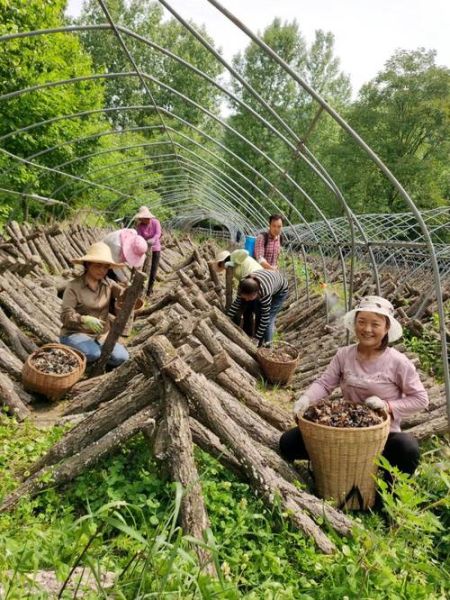 木耳种植技术_木耳种植利润怎么样-第3张图片-山城妙识