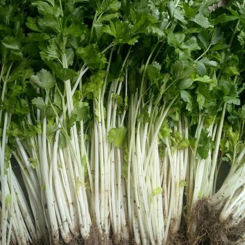 白芹菜怎么做好吃_白芹菜的营养价值-第2张图片-山城妙识