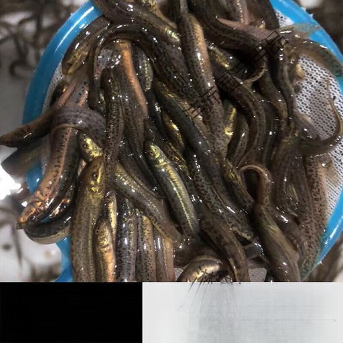 泥鳅苗图片怎么挑选_泥鳅苗价格多少钱一斤-第1张图片-山城妙识
